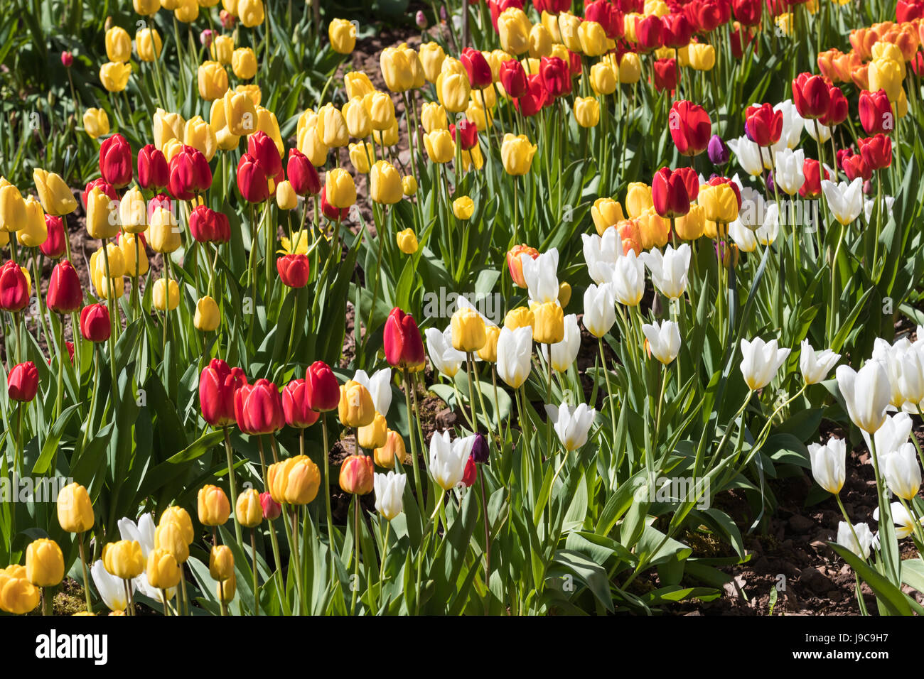 Bright colorful tulips all over in a flower bed Stock Photo - Alamy