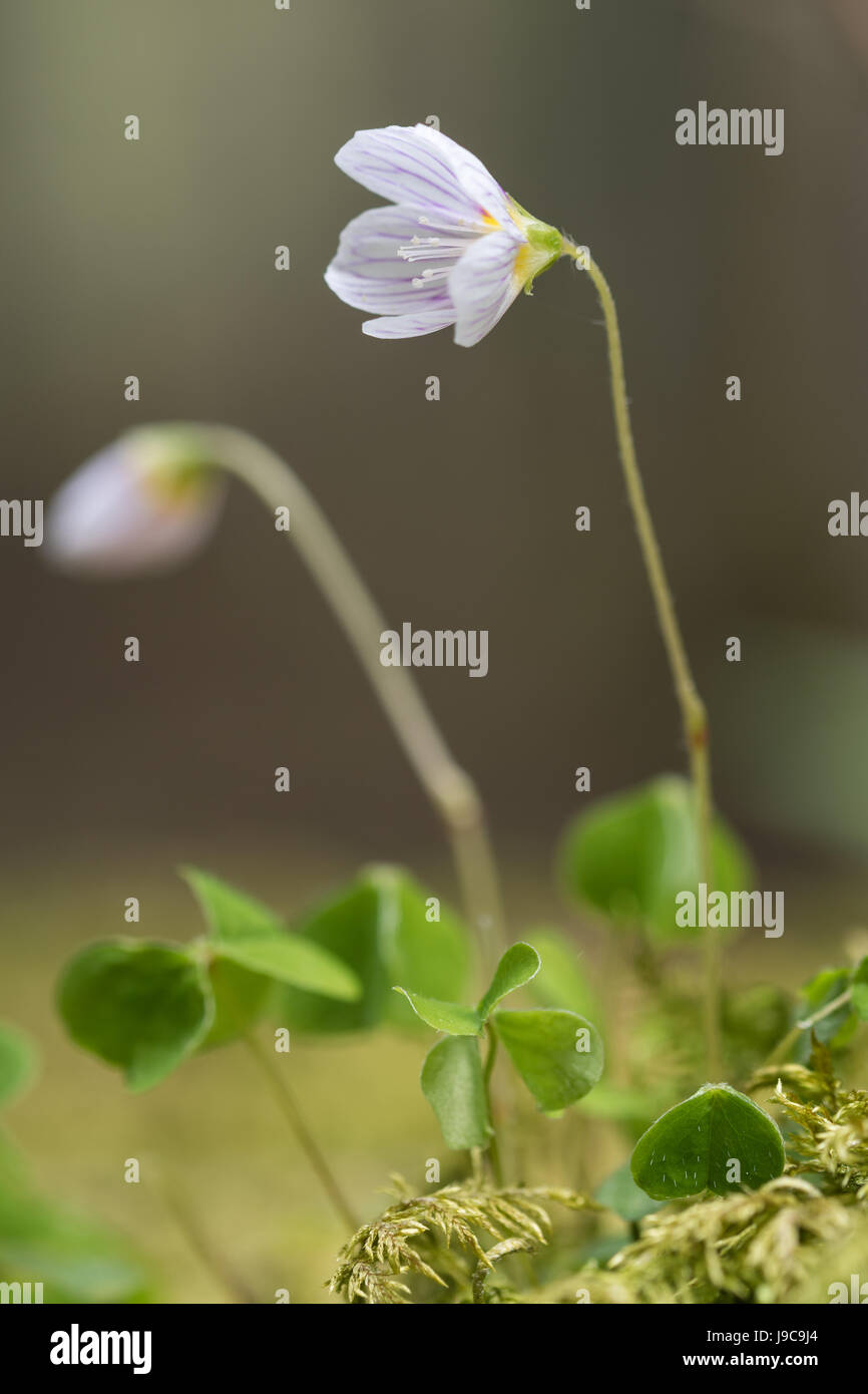 Fragile wood-sorrel flower at a mossy forest ground Stock Photo - Alamy
