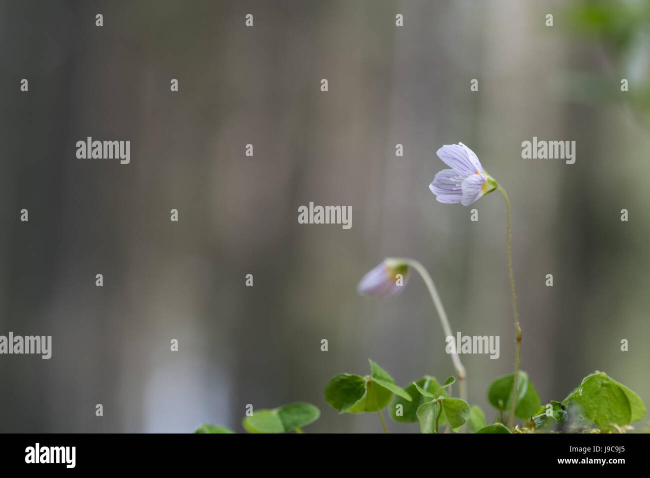 Blossom wood-sorrel flower with green leaves from low perspective Stock ...