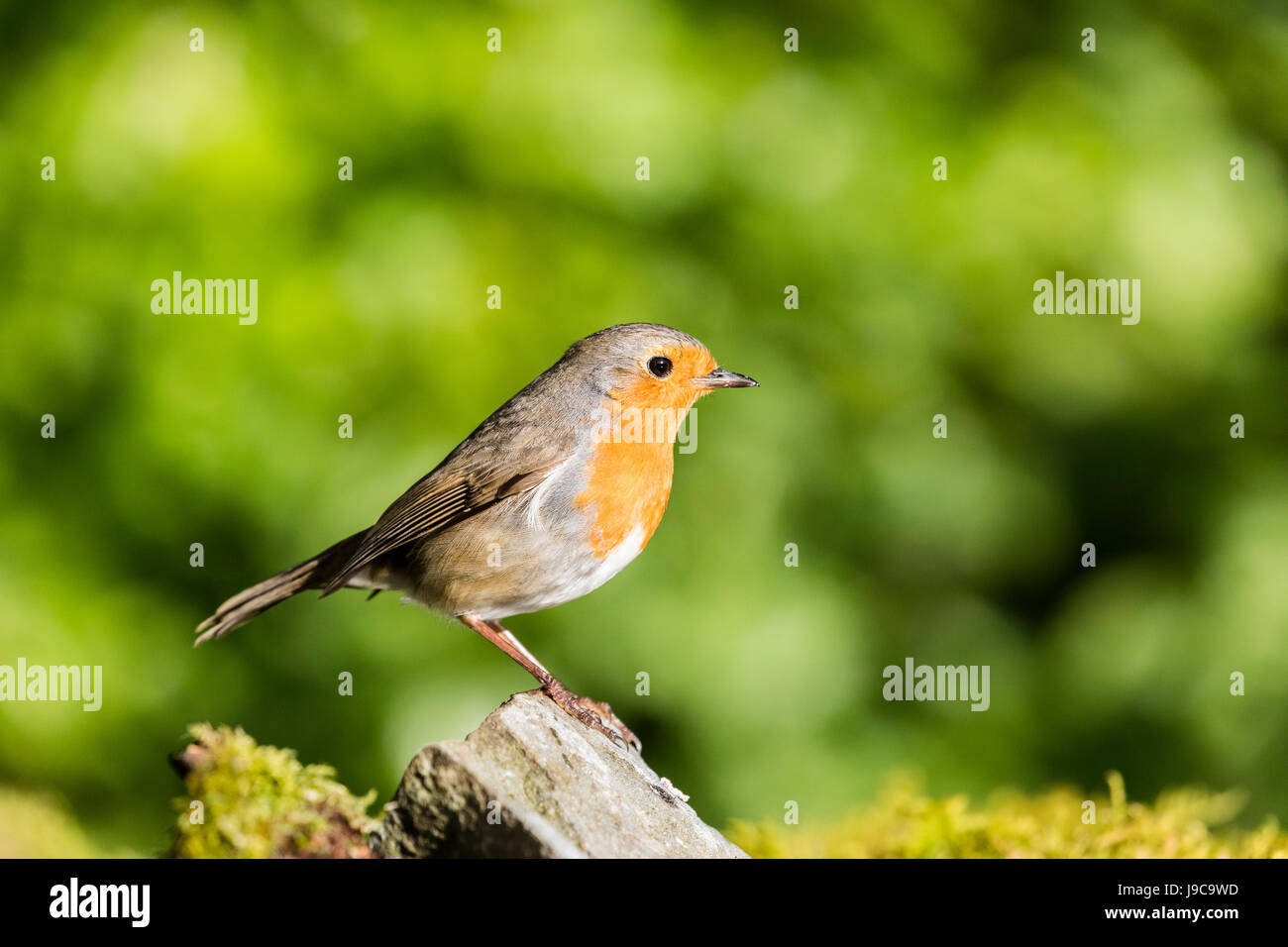 A robin in early spring Stock Photo - Alamy