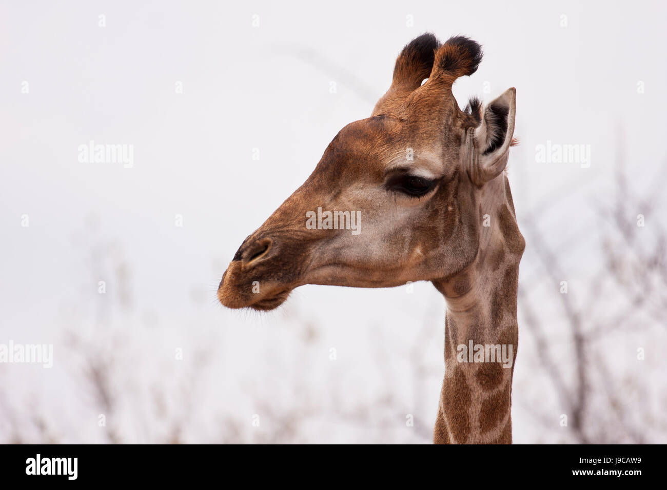 animal, horizontal, giraffe, animal, wild, africa, horizontal, south ...