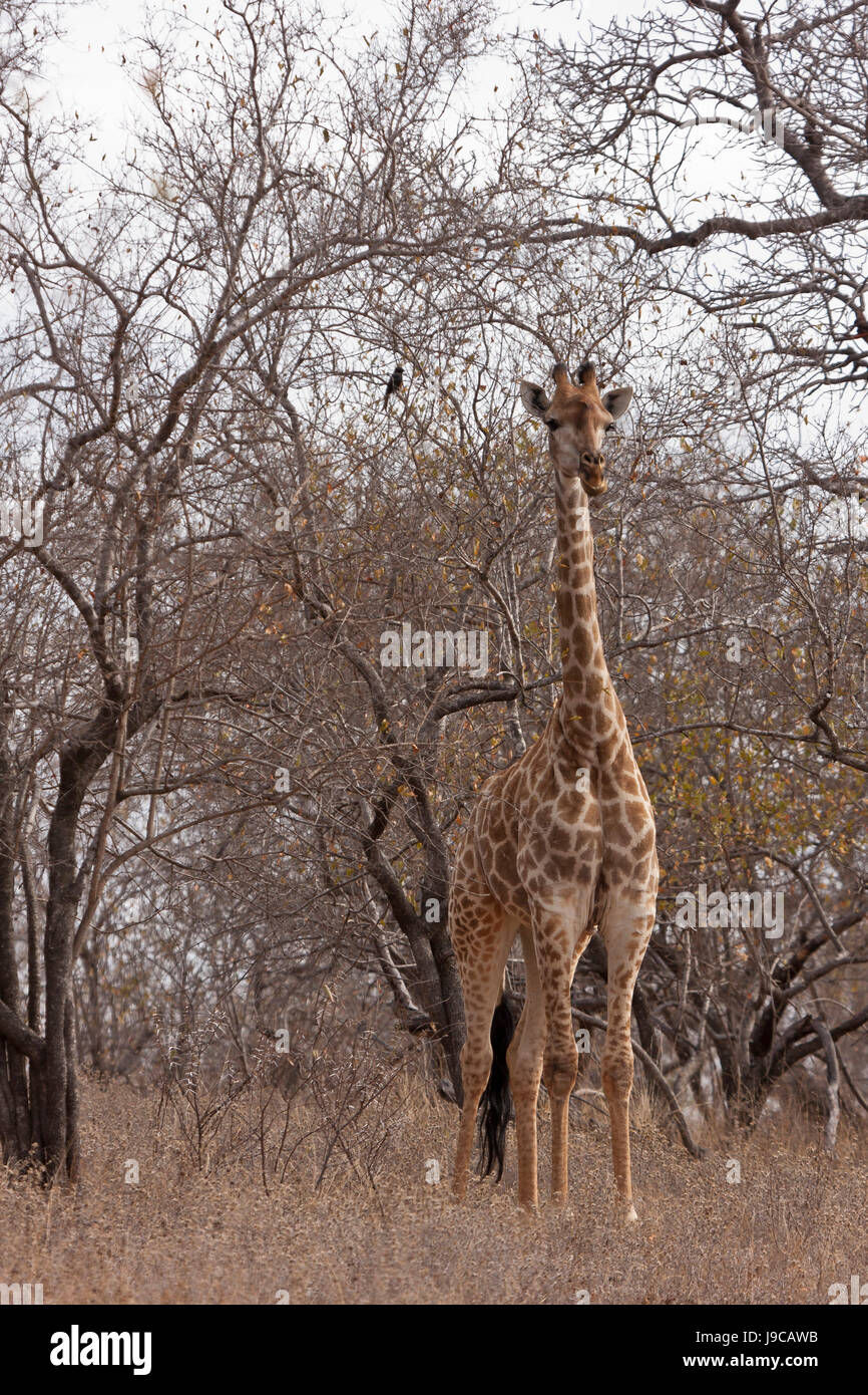 animal, vertical, giraffe, animal, wild, africa, south africa, animal ...