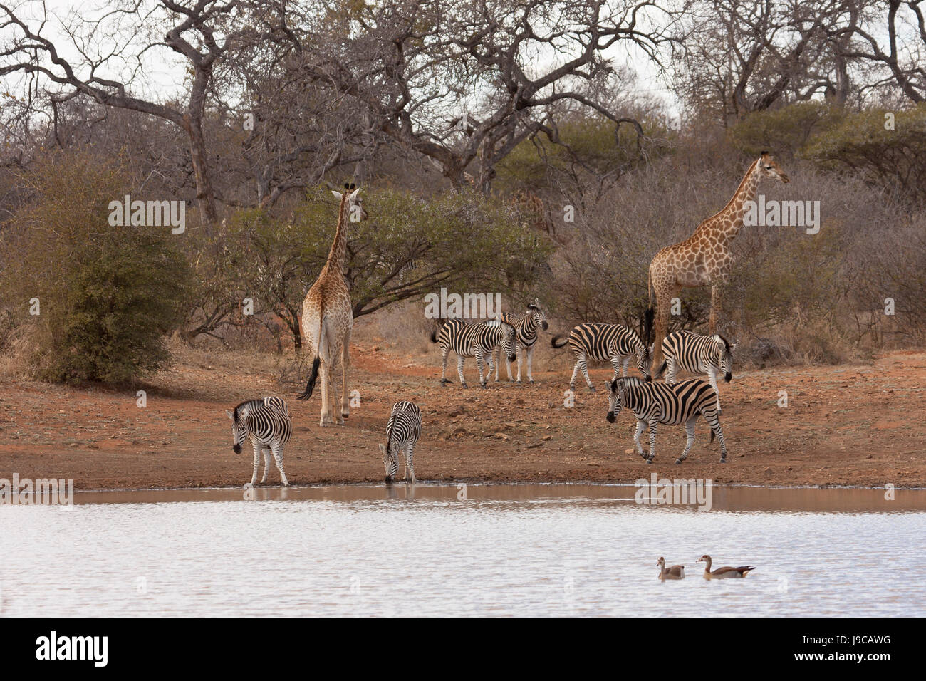 animal, horizontal, giraffe, some, several, a few, animal, wild, africa ...