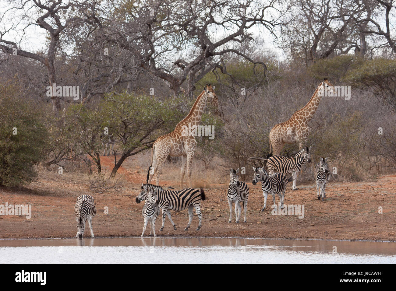 animal, horizontal, giraffe, some, several, a few, animal, wild, africa ...