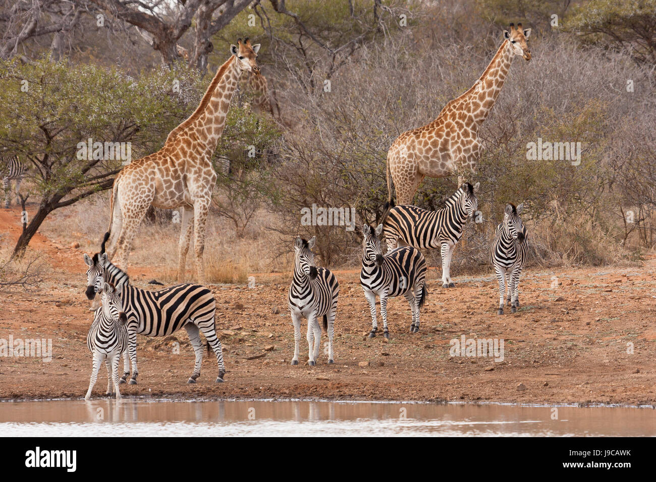 animal, horizontal, giraffe, some, several, a few, animal, wild, africa ...