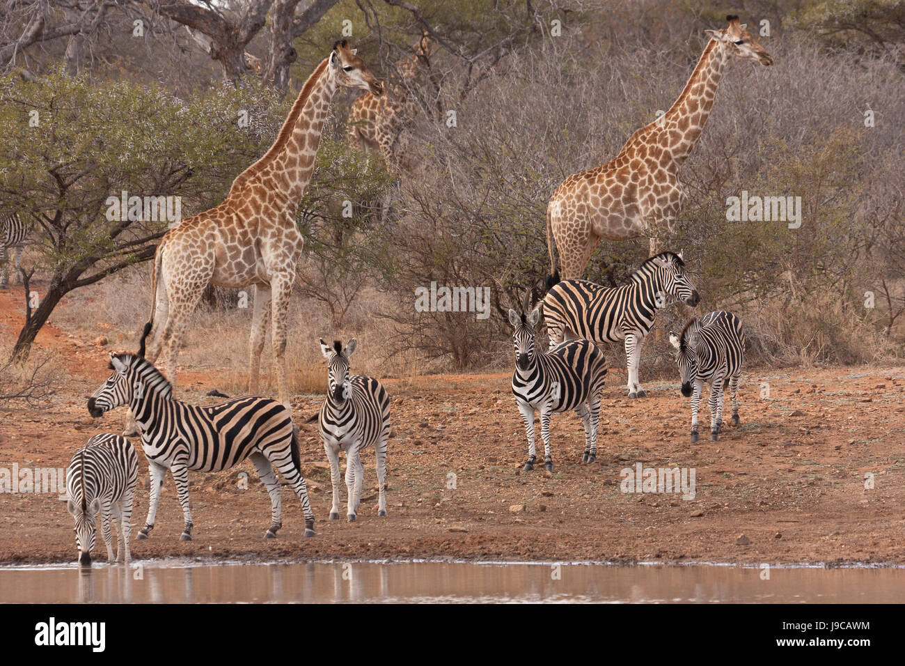 animal, horizontal, giraffe, some, several, a few, animal, wild, africa ...