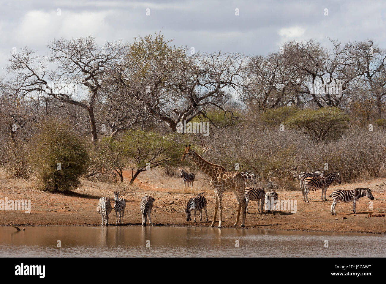 animal, horizontal, giraffe, some, several, a few, animal, wild, africa ...