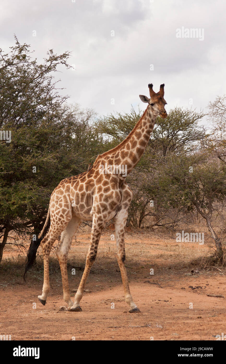 animal, vertical, giraffe, animal, wild, africa, south africa, animal ...