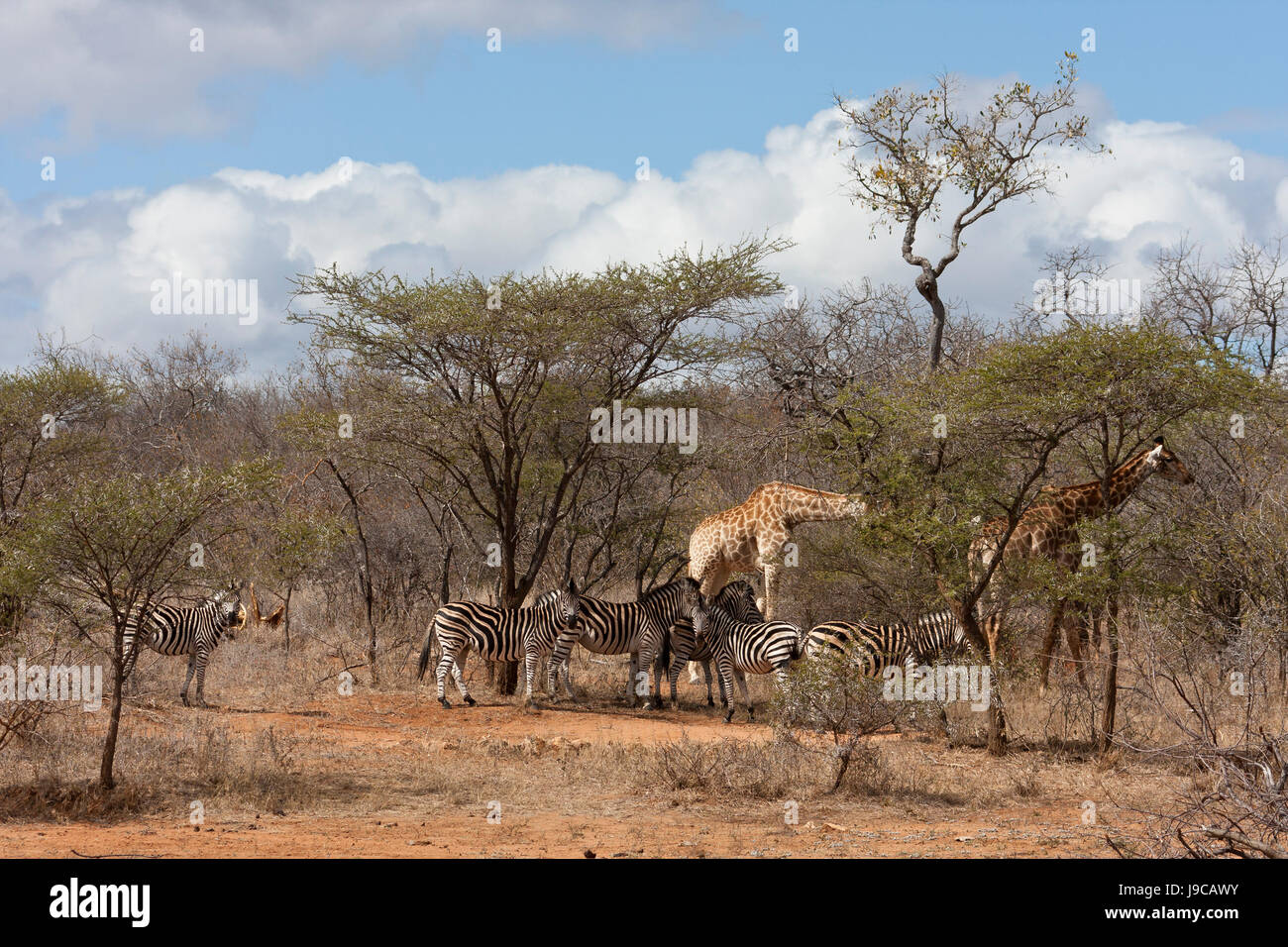 animal, horizontal, giraffe, some, several, a few, animal, wild, africa ...