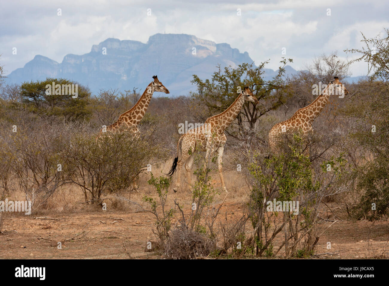 animal, horizontal, giraffe, some, several, a few, mountains, animal ...