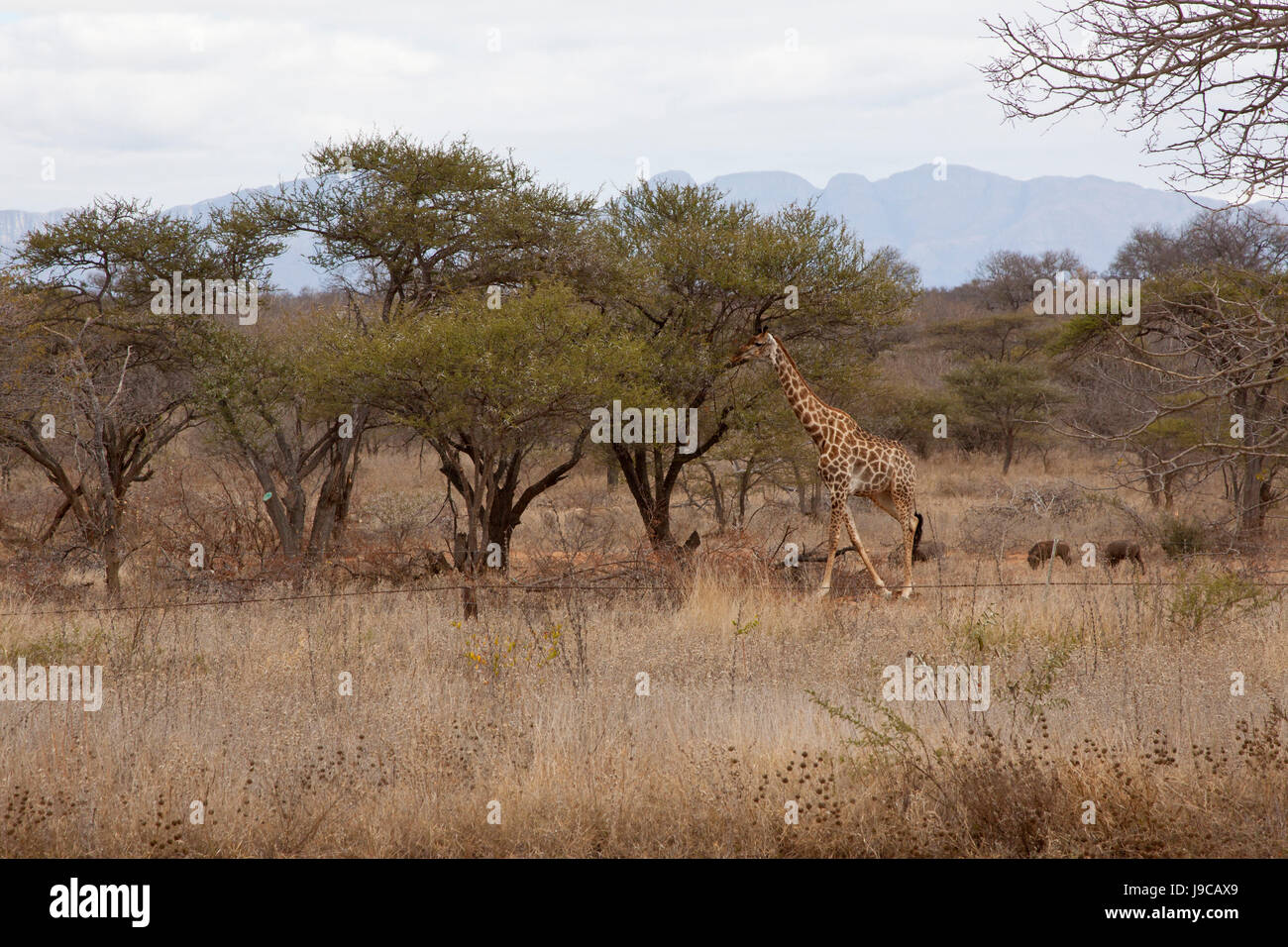 animal, horizontal, giraffe, animal, wild, africa, horizontal, south ...