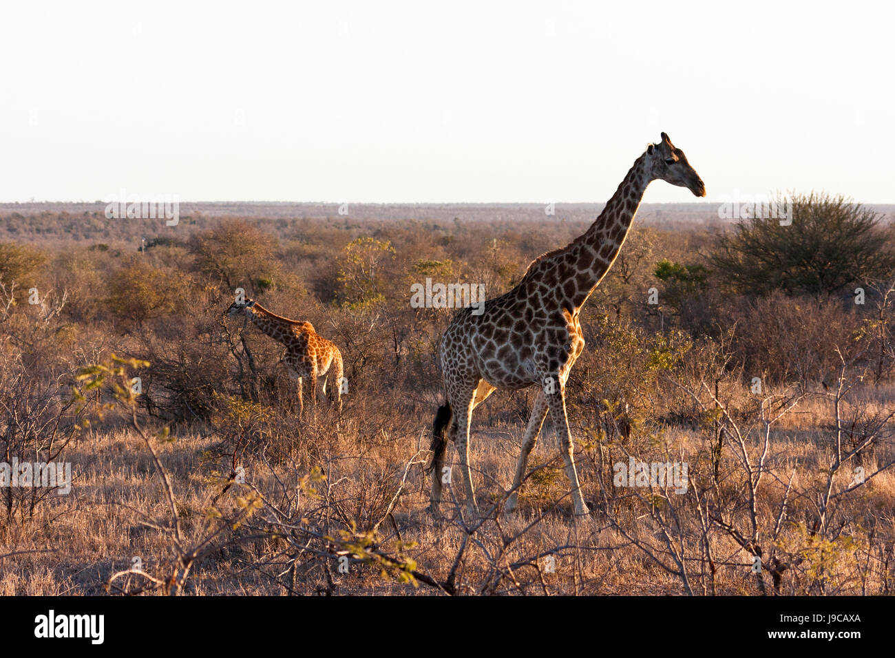 animal, horizontal, giraffe, animal, wild, africa, horizontal, south ...