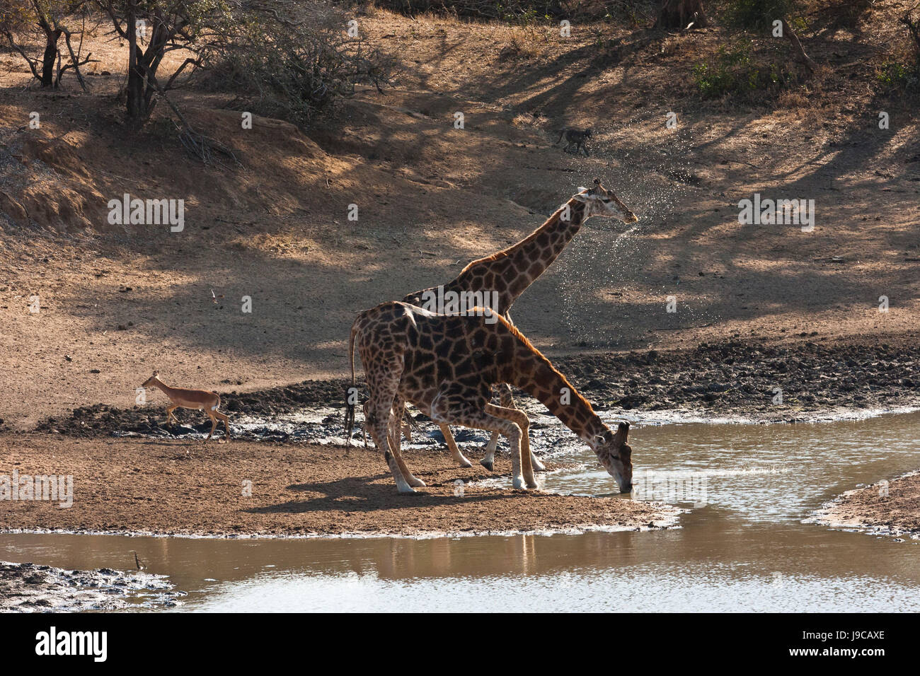 animal, horizontal, giraffe, waterhole, animal, wild, africa ...