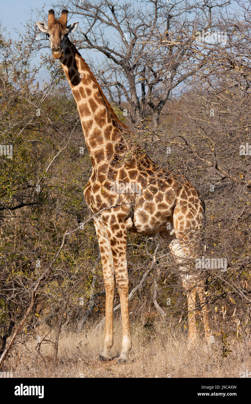 Vertikalfoto hi-res stock photography and images - Alamy