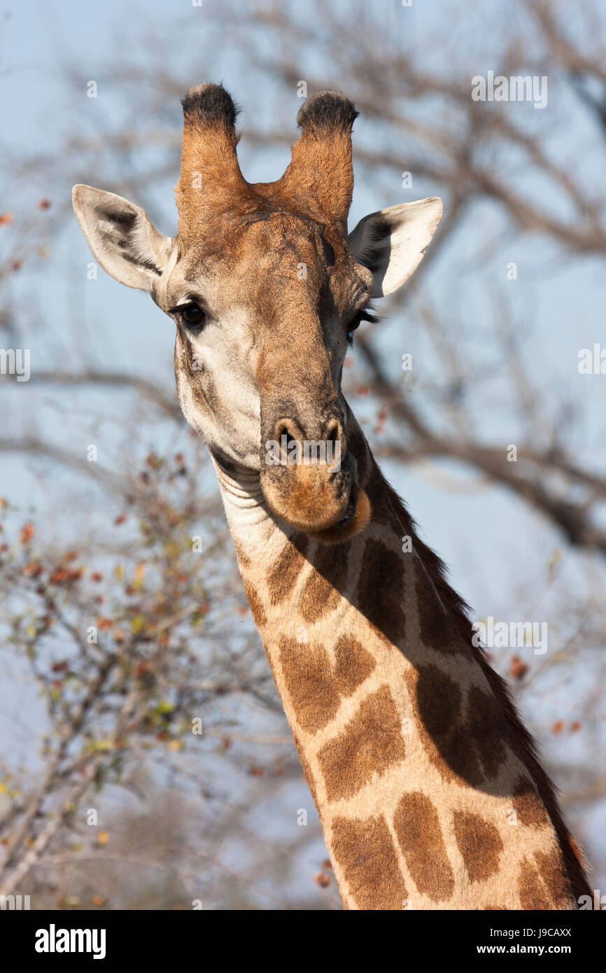 animal, wild, vertical, giraffe, animal, wild, africa, south africa ...
