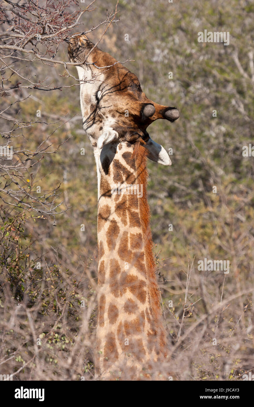 animal, wild, vertical, giraffe, animal, wild, africa, south africa ...