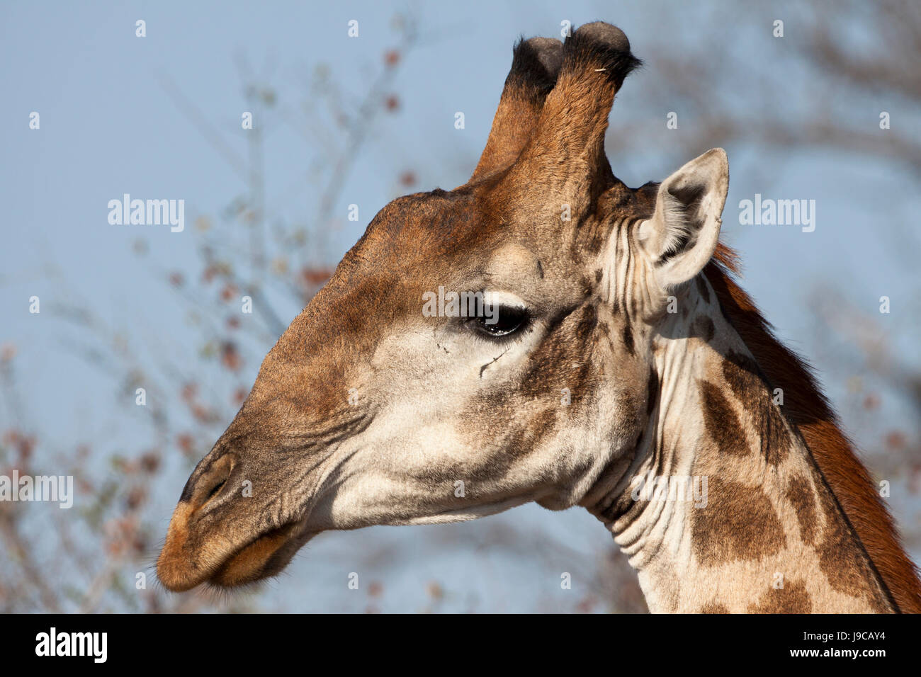animal, horizontal, giraffe, animal, wild, africa, horizontal, south ...