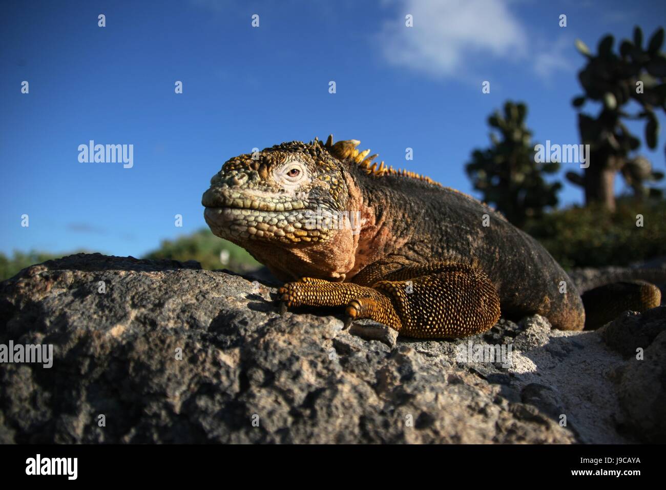 lizard, saurian, iguana, dragon, yellow, reptile, wild, lizard, saurian ...
