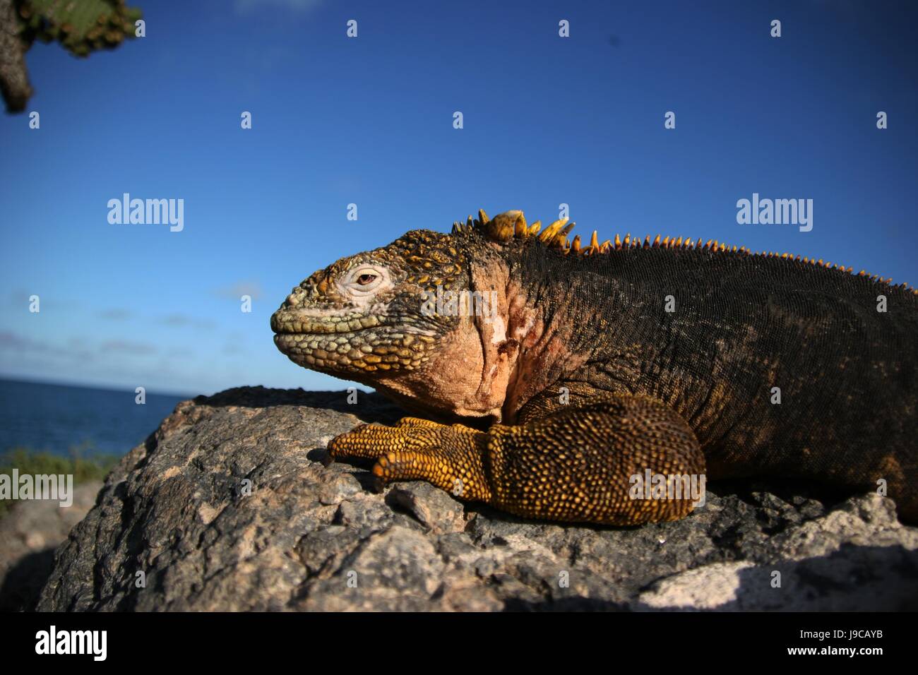 lizard, saurian, iguana, dragon, yellow, reptile, wild, lizard, saurian ...