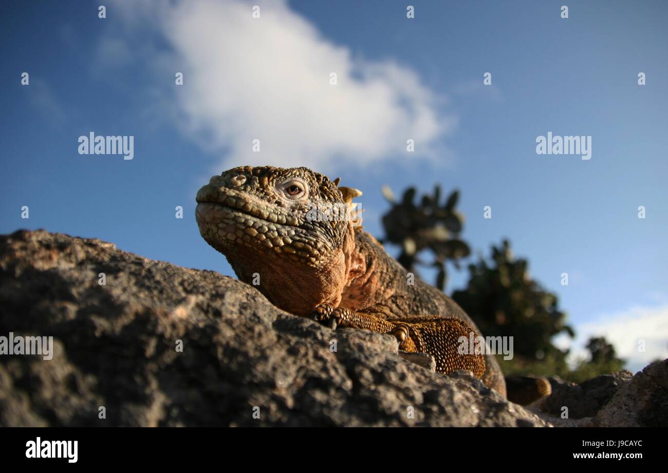 Reptile lizard saurian hovel crawler hi-res stock photography and ...