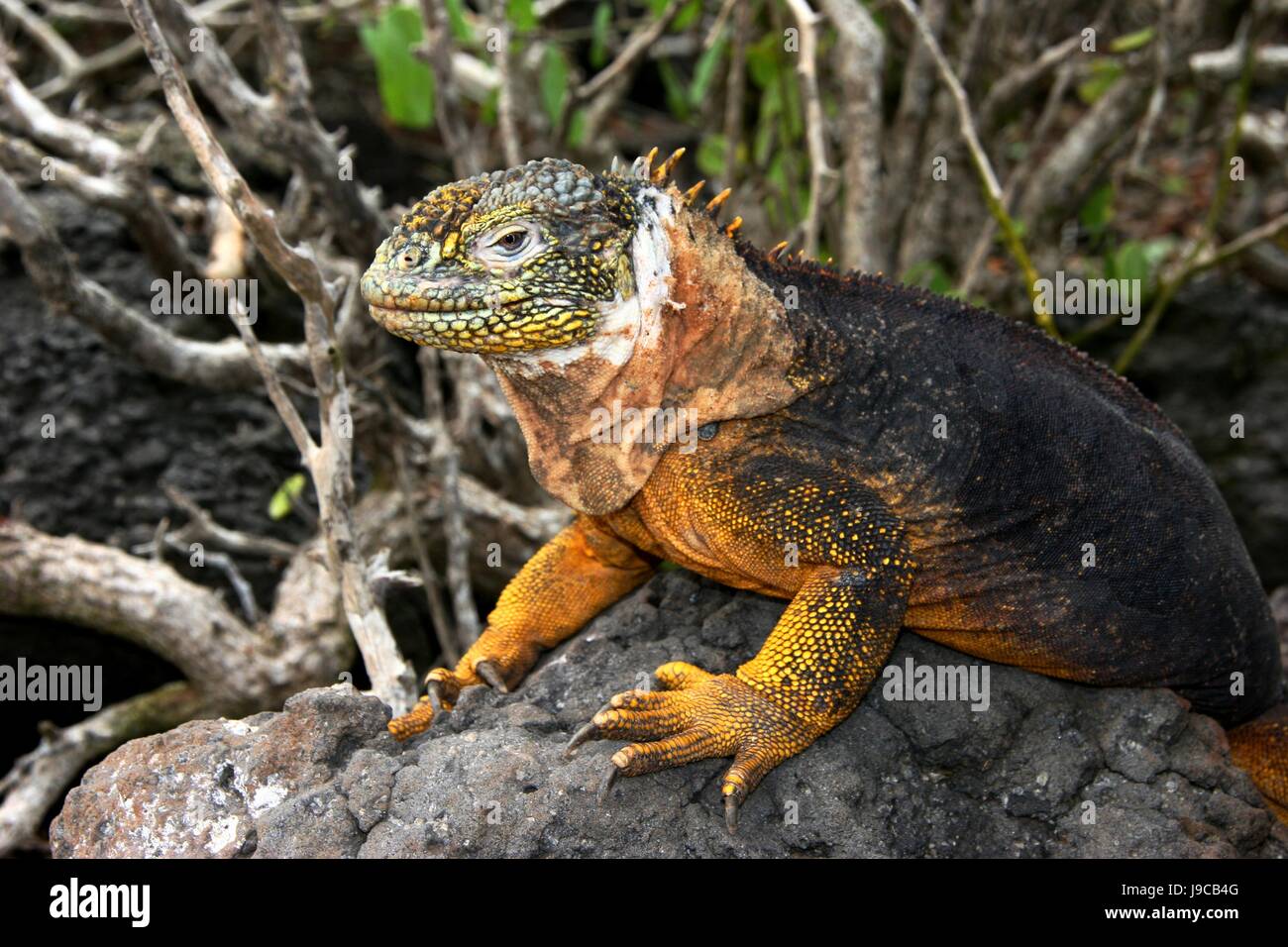 Reptile lizard saurian hovel crawler hi-res stock photography and ...