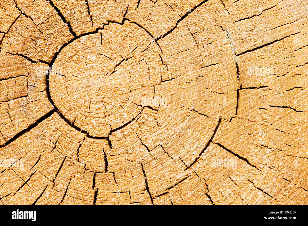 tree, trunk, cross-section, cloven, rings, circles, annual rings, macro ...