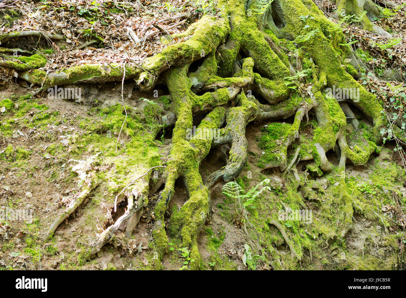 tree root with moss Stock Photo - Alamy