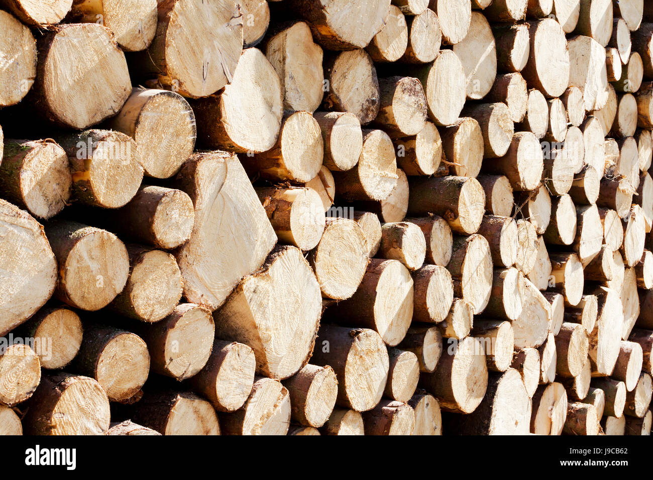 tree, wood, trunk, firewood, backdrop, background, forest, nature, tree ...