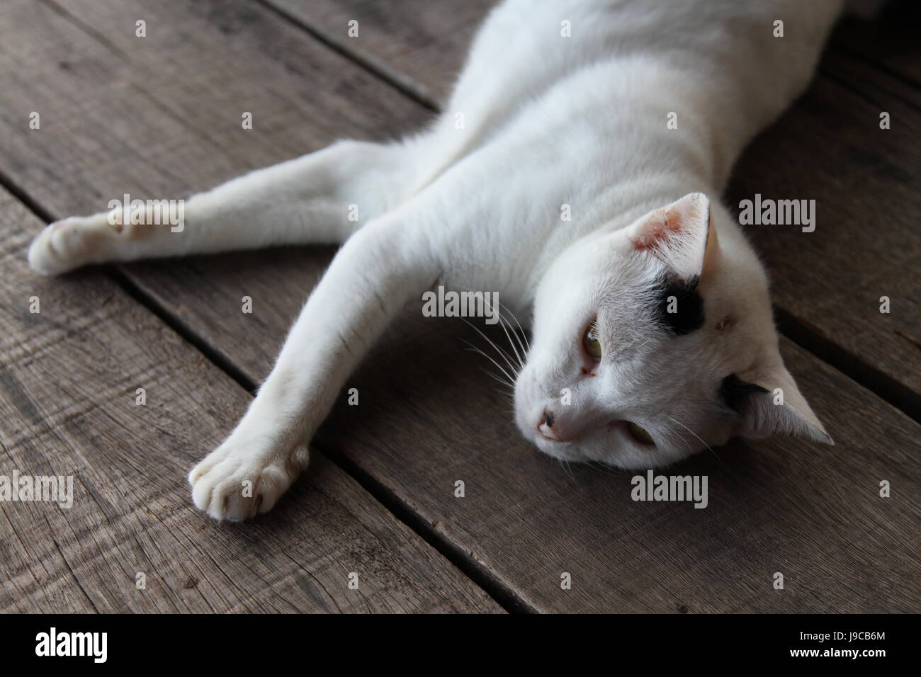 lying cat in portrait Stock Photo - Alamy