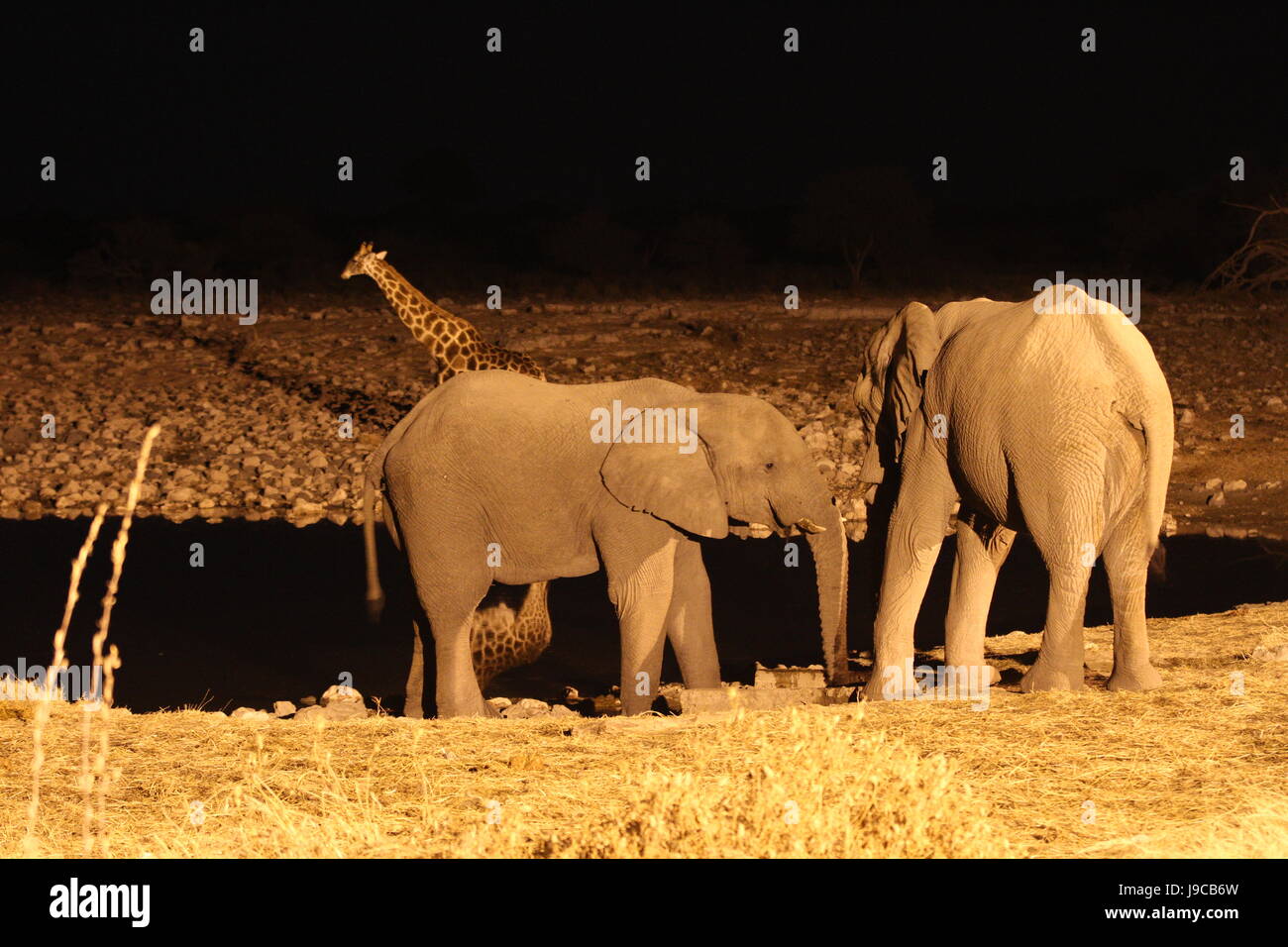 namibia at night Stock Photo - Alamy