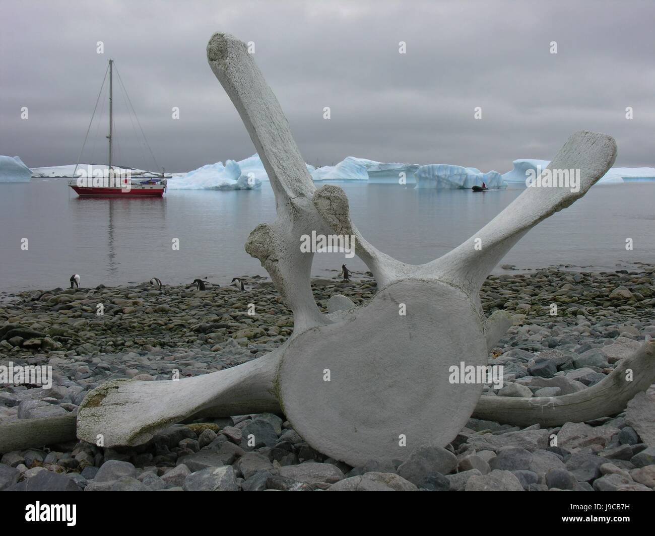 arctic, antarctic, sail, ice, bone, spine, whale, backbone, arctic ...
