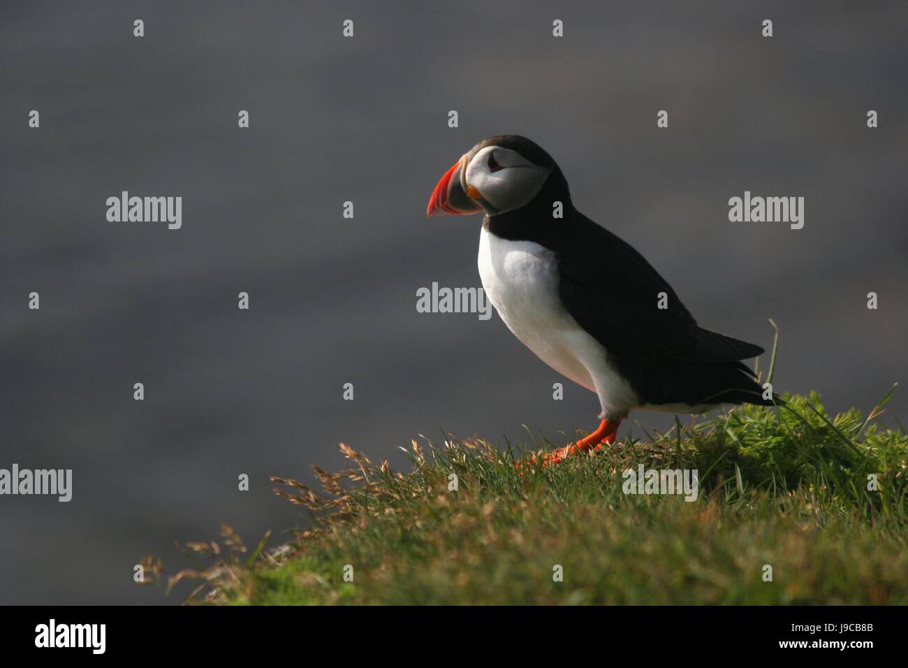 clown, cute, some, several, a few, animal, bird, fauna, animals ...