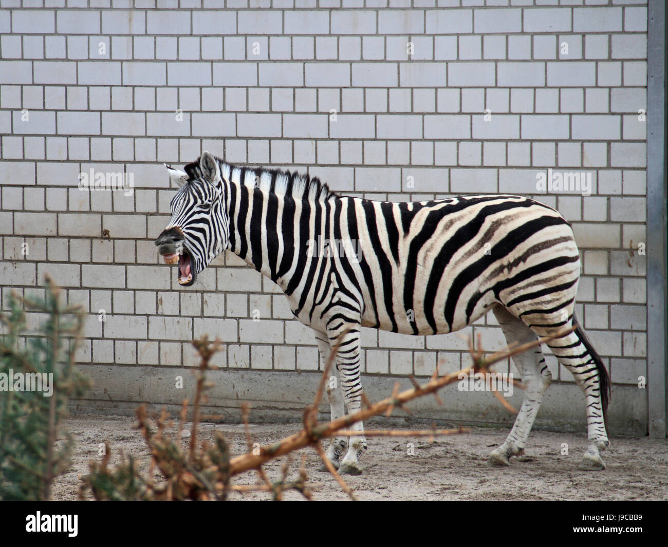 striated, zebra, safari, hoofed animal, detail, animal, mammal ...