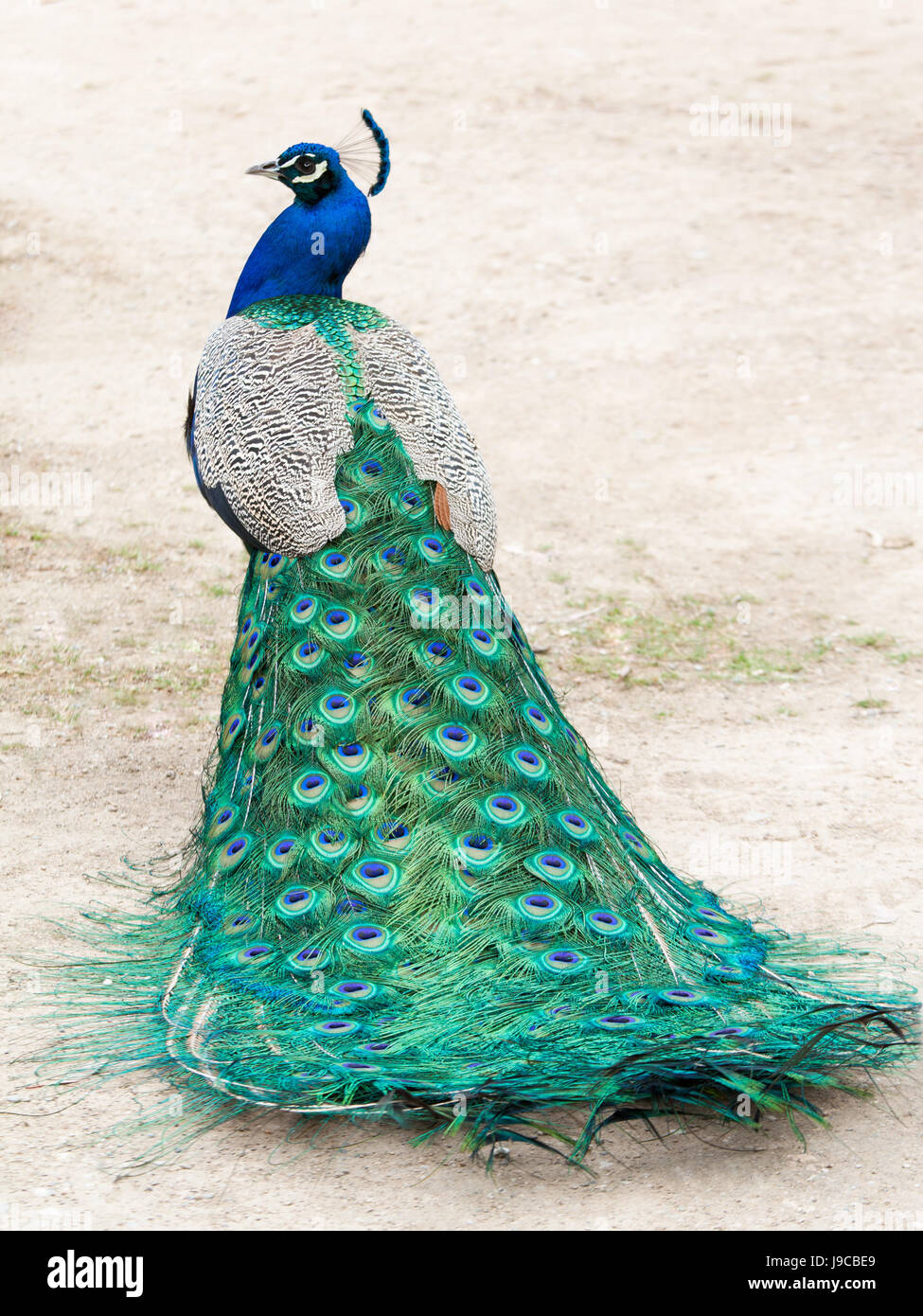 animal, bird, male, masculine, feathers, tail, peacock, from behind ...