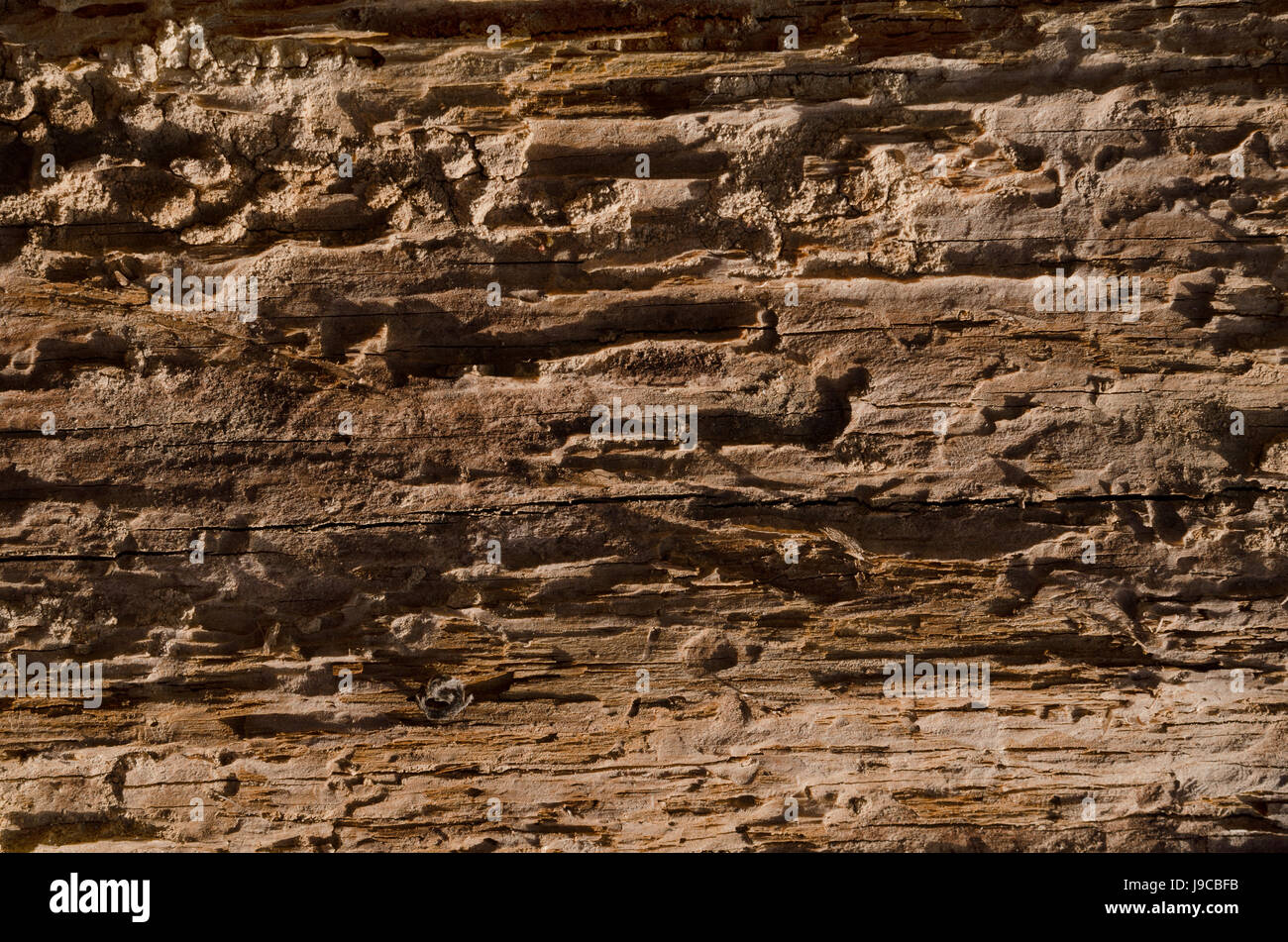 Loose texture of a rotten tree vertical background, brown color Stock ...