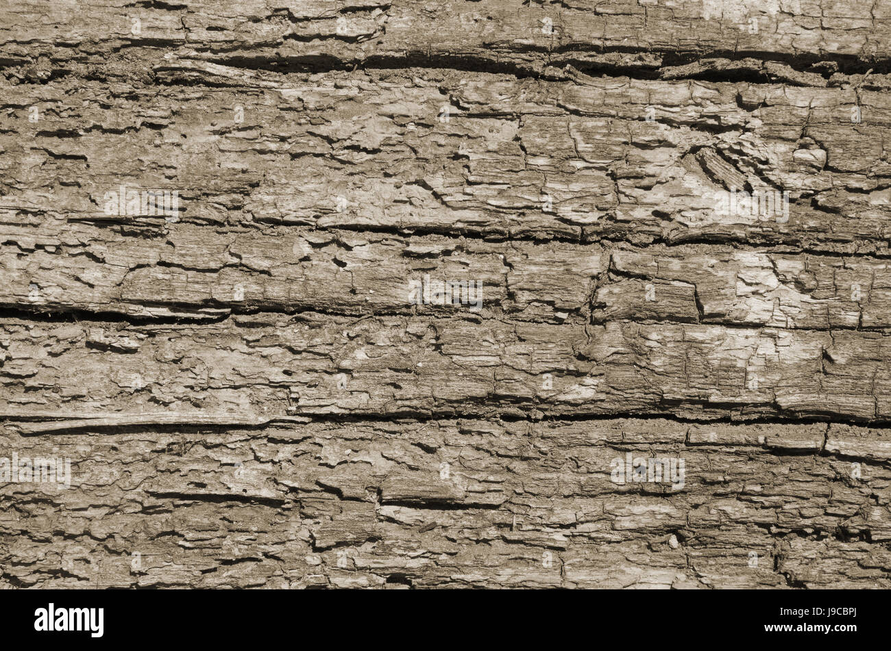 Loose texture of a rotten tree vertical background, neutral color Stock ...