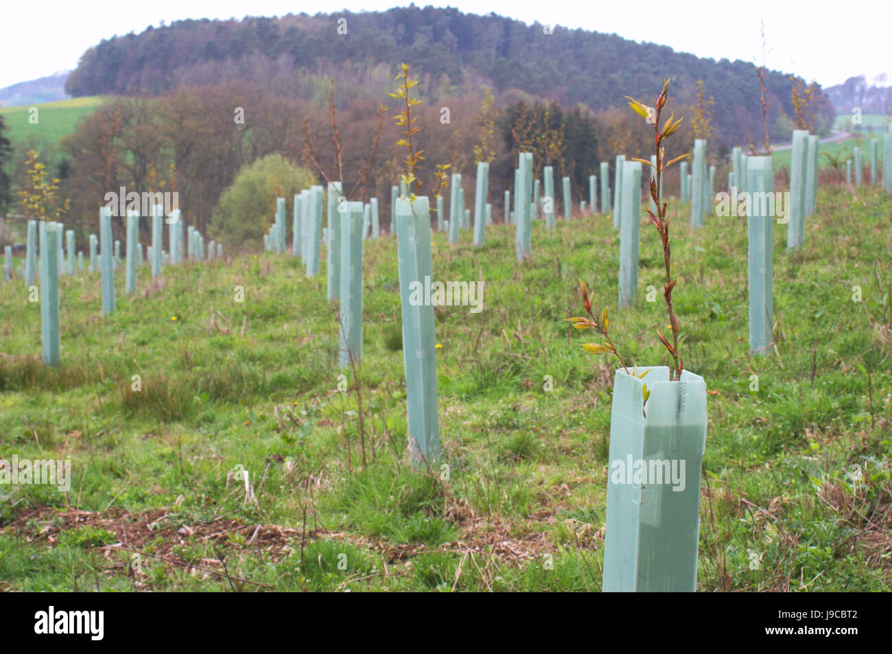 protect, protection, tree nursery, afforest, growing again, contactor ...