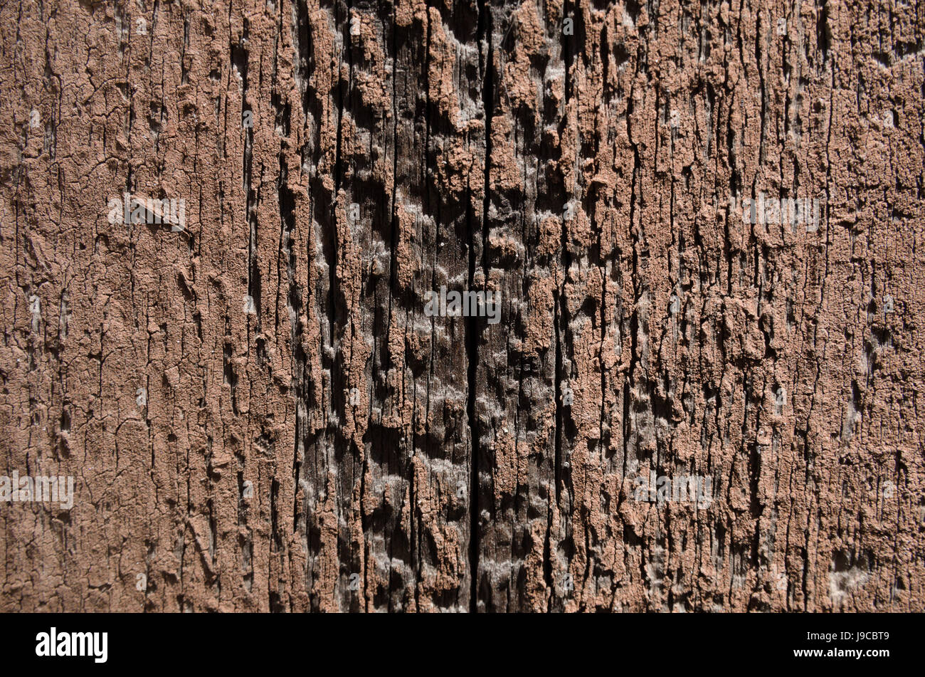 Loose tree texture vertical background. Texture of wooden lines. The ...