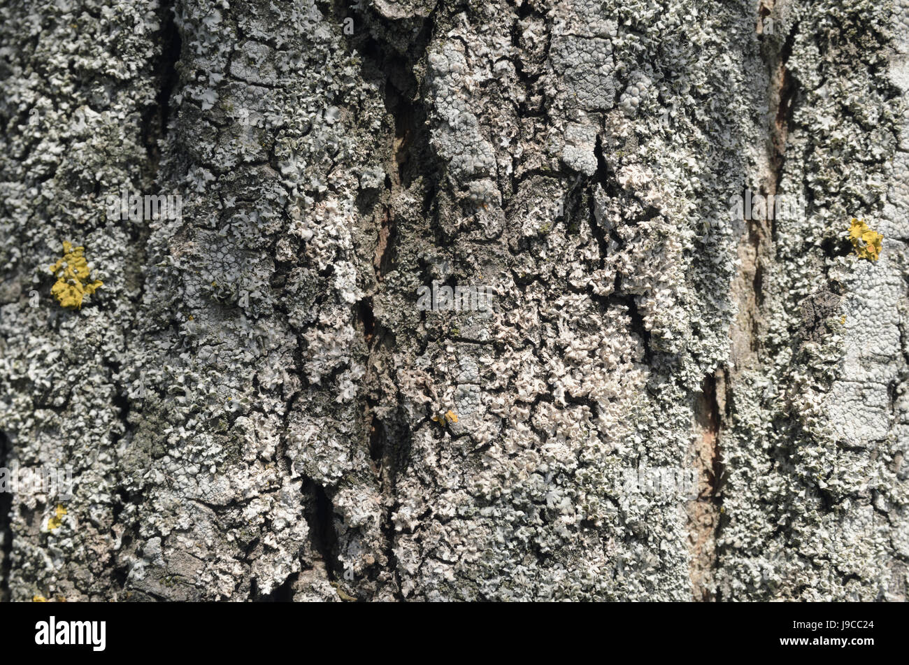 The mahogany bark is of large size, the vertical direction of the lines ...