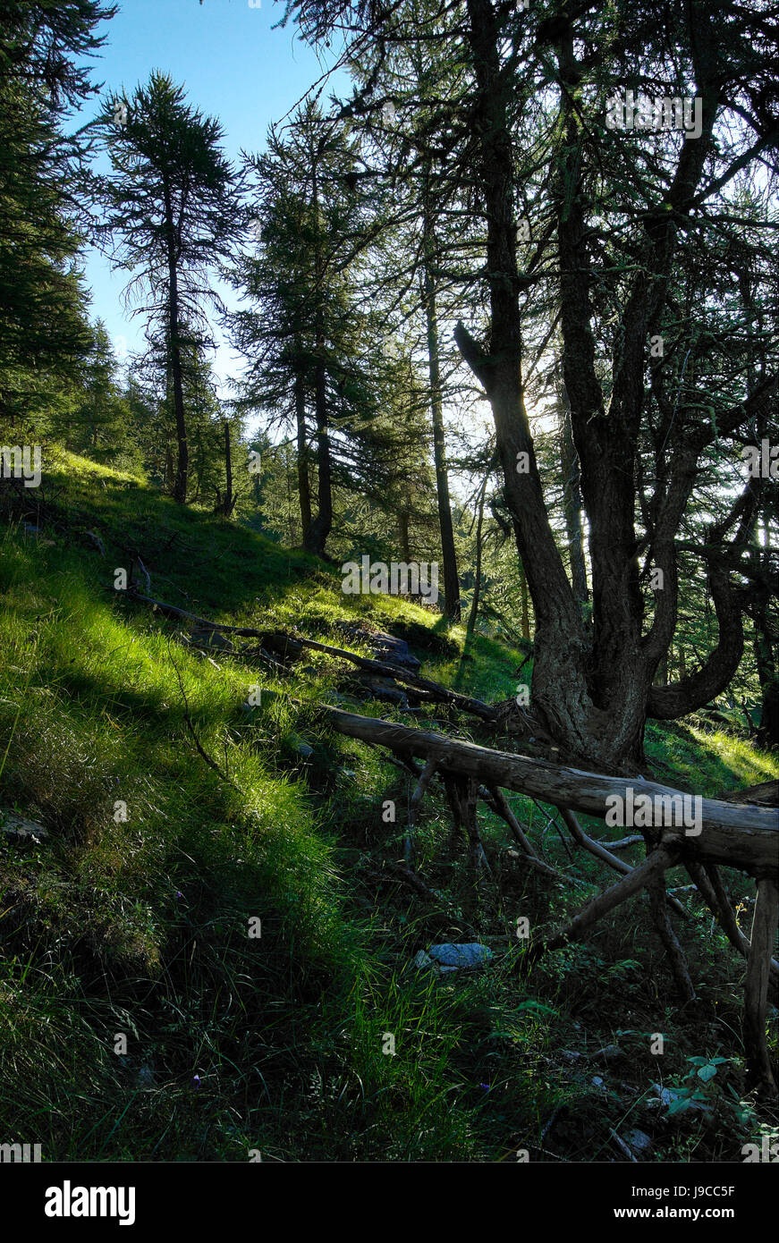tree, mountain, lawn, green, forest, nature, shine, shines, bright ...