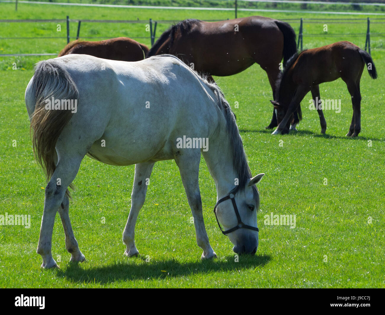 ride, animal, horse, horses, horseriding, nature, ride, horse, animal ...