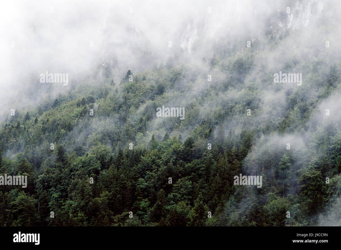 forest with haze Stock Photo - Alamy