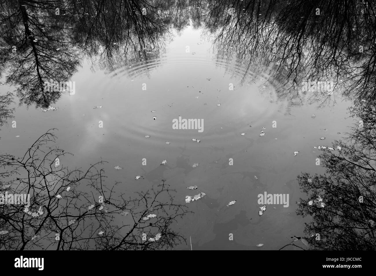 Wimbledon common pond hi-res stock photography and images - Alamy