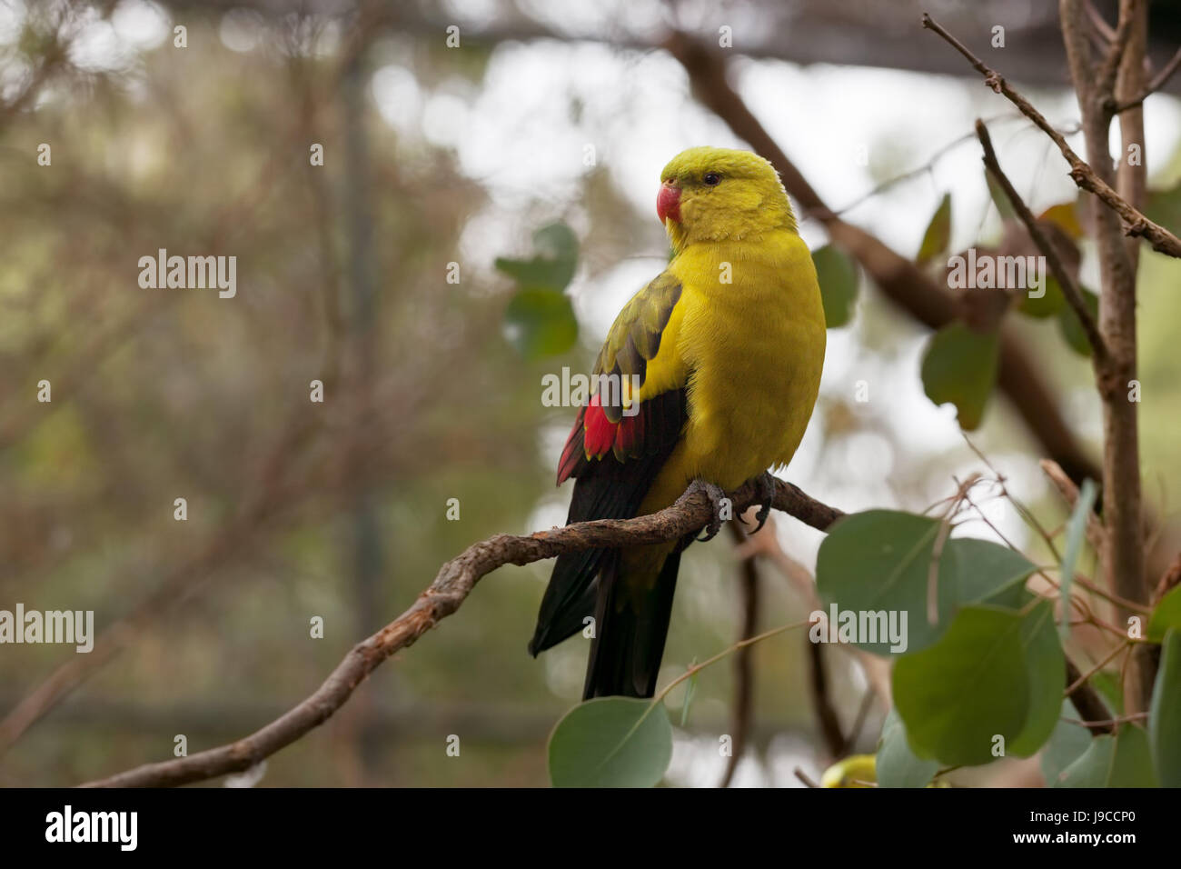 Regent bird hi-res stock photography and images - Alamy