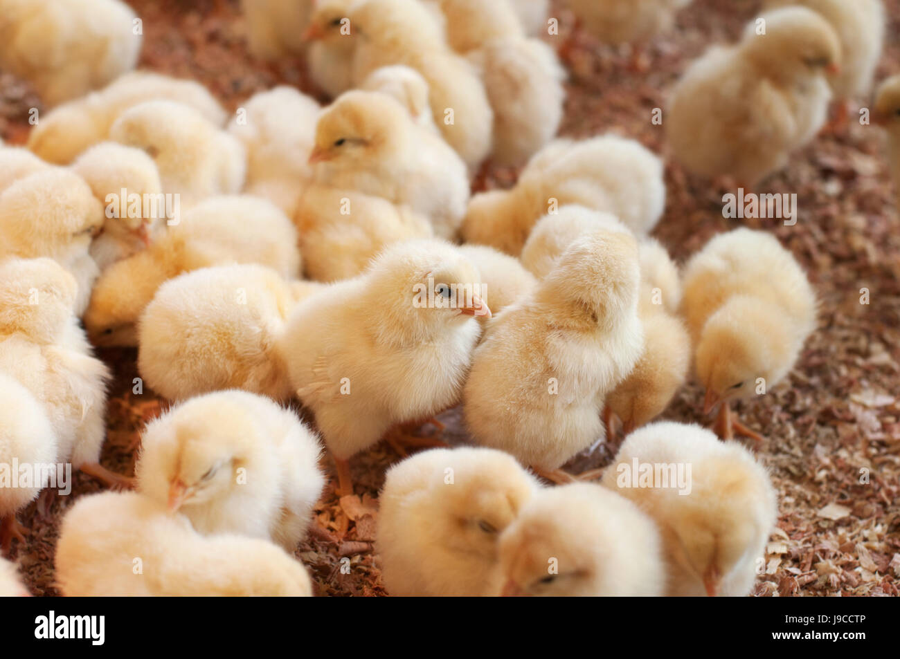 Young baby chicks , factory for the production of eggs and chickens ...