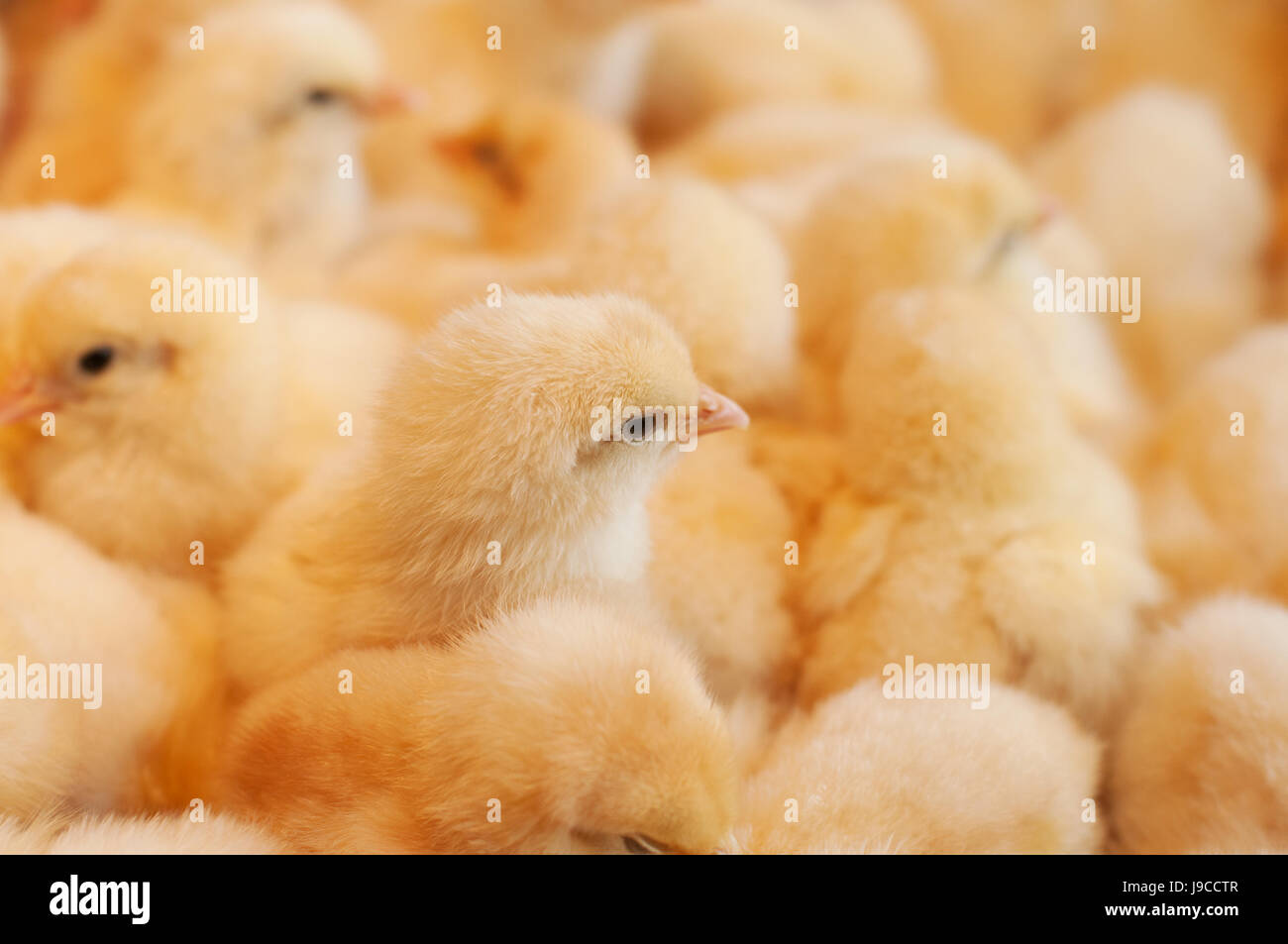 Large group of newly hatched young yellow chicks on a chicken farm ...