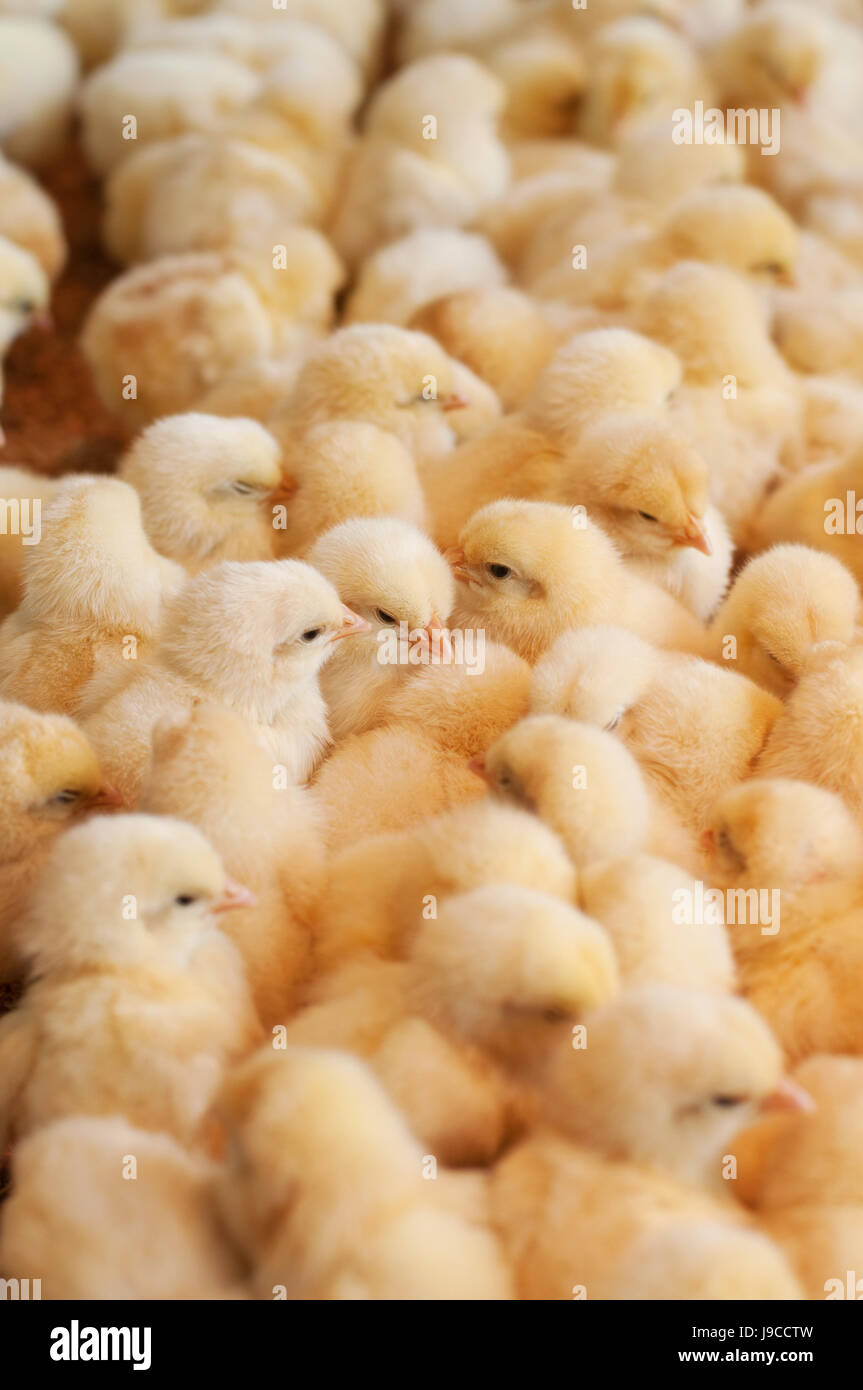 Poultry crowd hi-res stock photography and images - Alamy