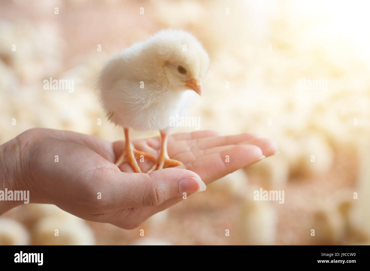 Female hands holding a chick in chicken farm Stock Photo - Alamy
