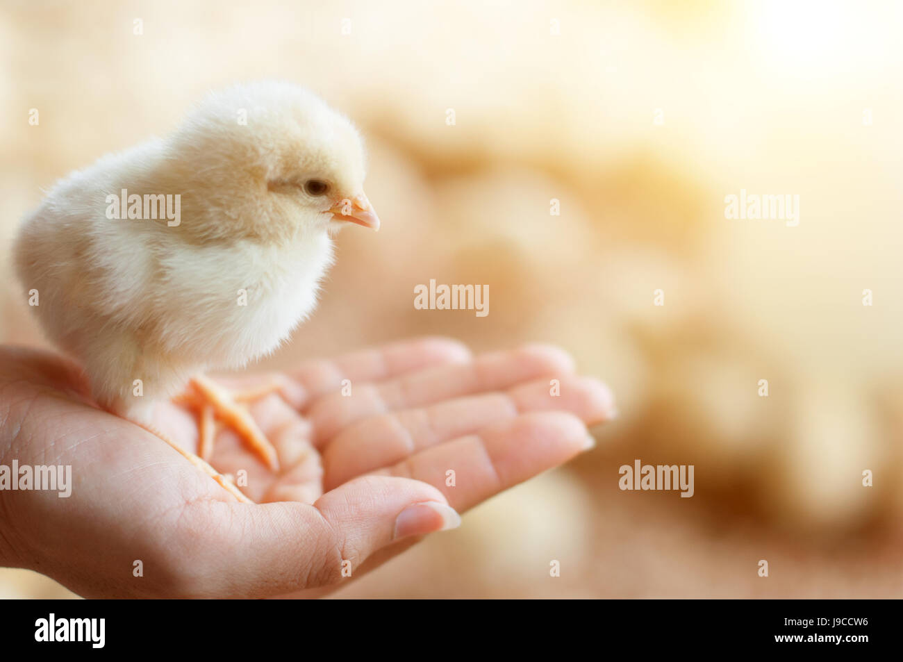 Close view of baby chick in girl's hand Stock Photo - Alamy