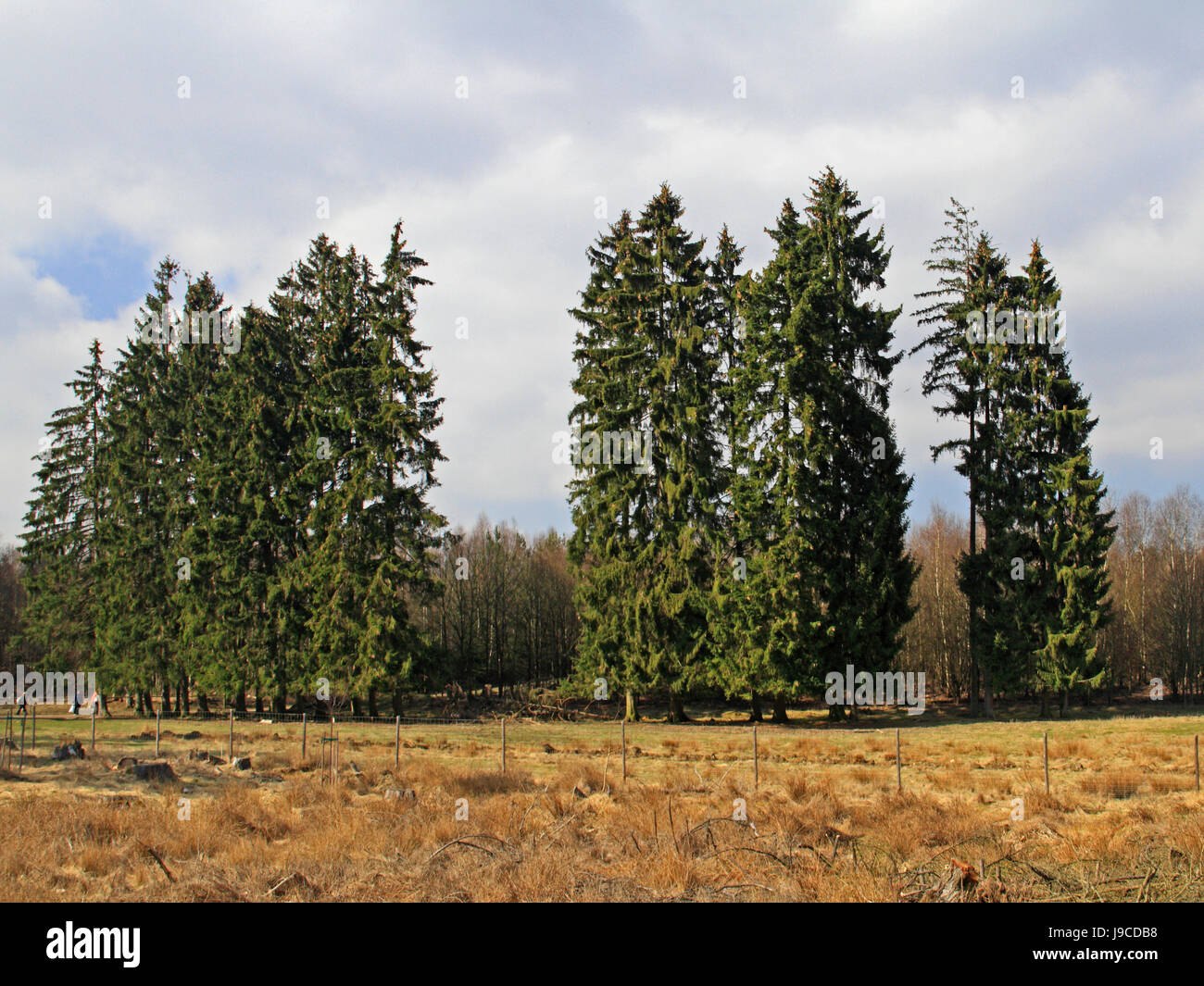 tree, trees, clump of trees, firs, forest, forestry, environment ...